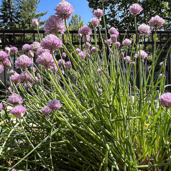 Chive blossom vinegar (and how long to infuse it) - Ask The Food Geek