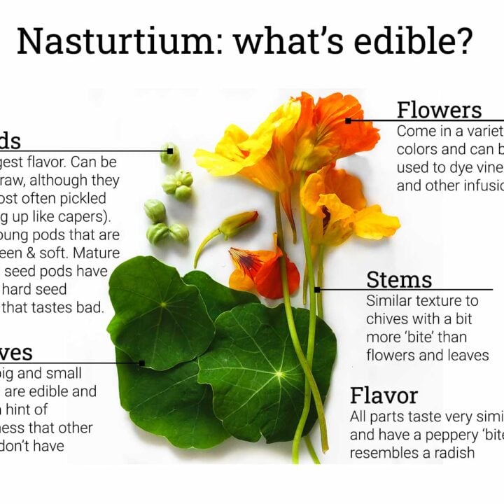 Nasturtium pesto - Ask the Food Geek