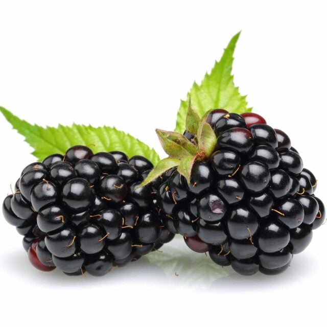 Why Are Blackberries Sour And Bitter
