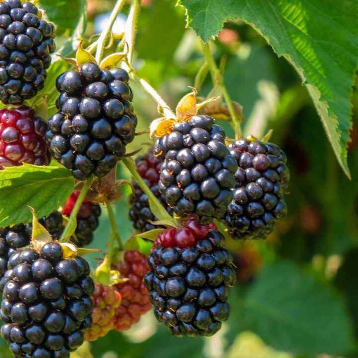 Why Are Blackberries Sour And Bitter