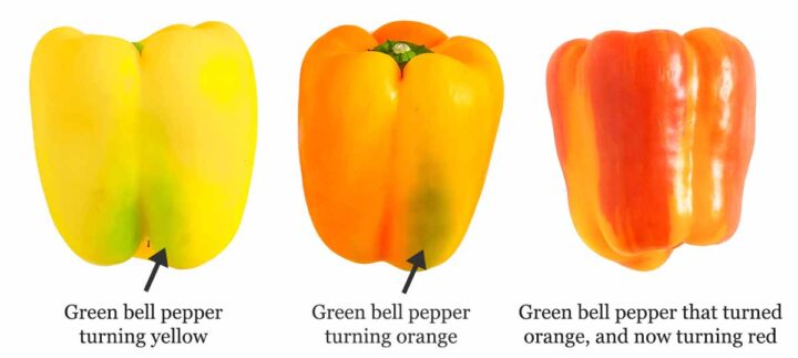 Sweet & bell peppers - Ask the Food Geek