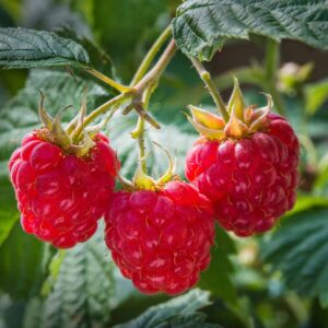 What to do with raspberries: 75 recipes & flavor pairings - Ask The ...