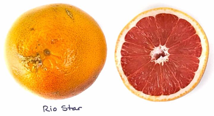 Grapefruit: everything you need to know - Ask the Food Geek
