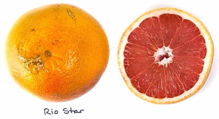Grapefruit varieties (with pictures) & what they taste like