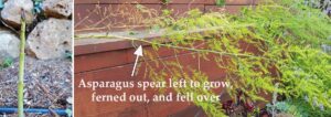 How to grow asparagus at home: varieties, yield, and plant-spacing ...