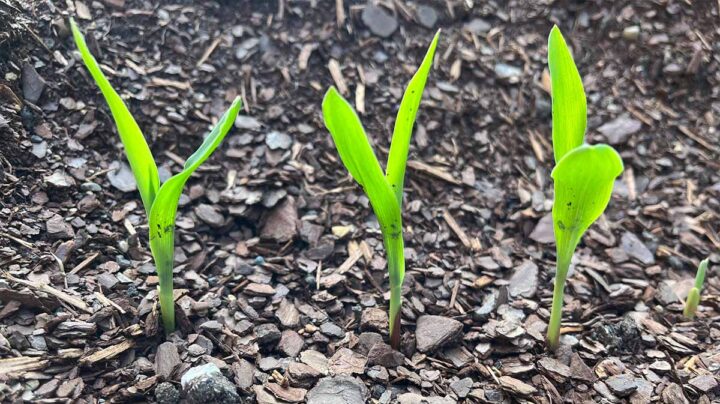 How to grow corn in your home garden - Ask The Food Geek