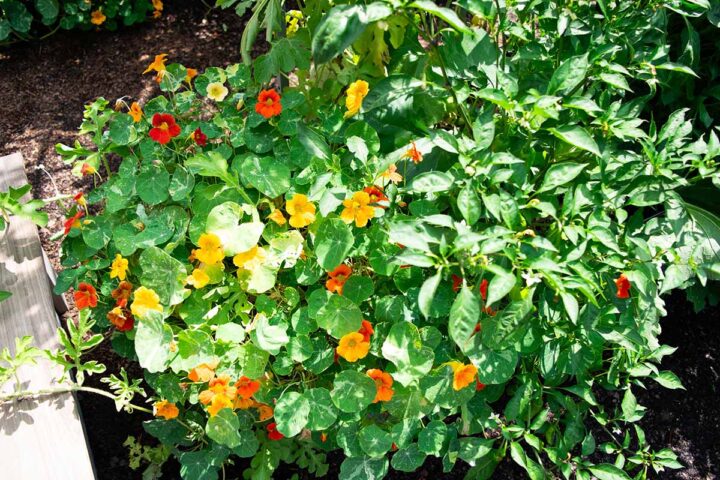 How to grow nasturtium for the prettiest edible plant in your garden