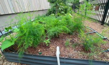 How to grow asparagus for beginners (with pictures!) - Ask The Food Geek