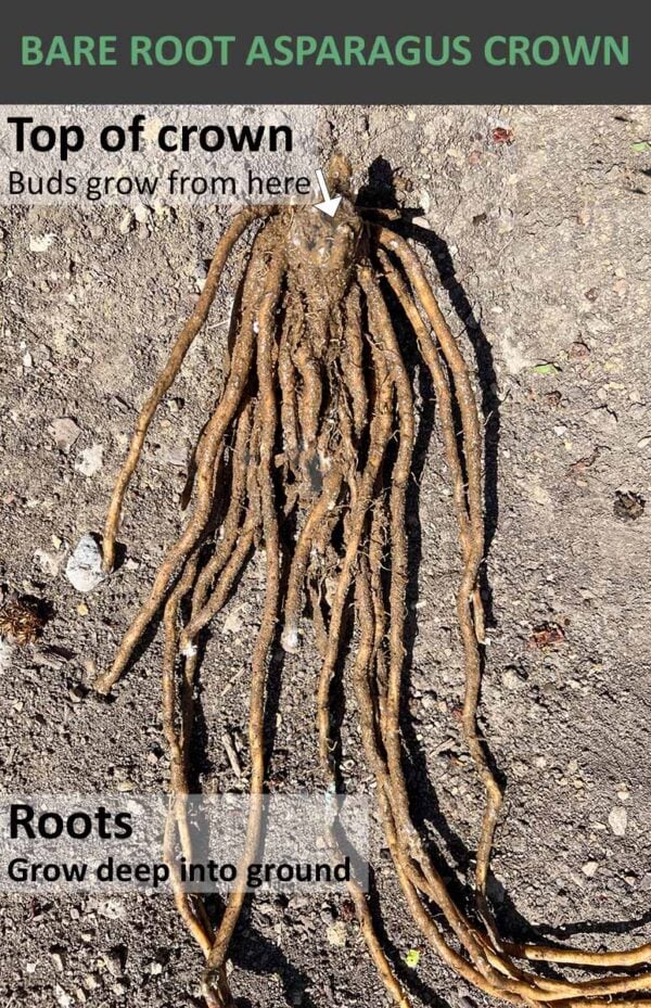 How to grow asparagus for beginners (with pictures!) - Ask The Food Geek