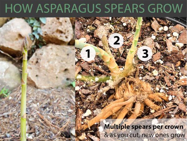 How to grow asparagus for beginners (with pictures!) - Ask The Food Geek