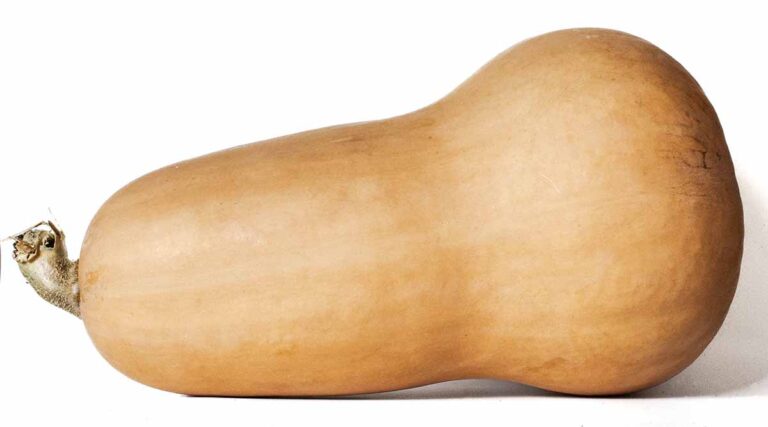 Butternut squash - seasonality & produce guide