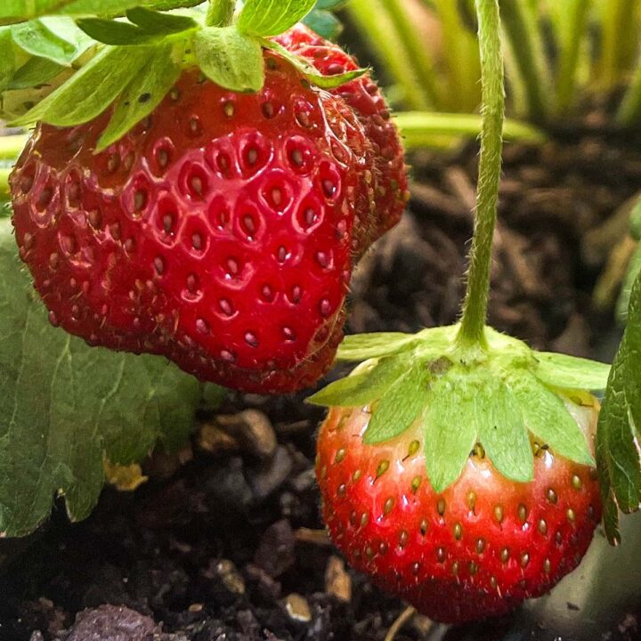 Mara des Bois strawberries: a little berry with big flavor - Ask the ...