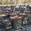 Javid's Iranian Almond: a cold hardy tree for the Northeast & Midwest