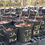 Javid's Iranian Almond: a cold hardy tree for the Northeast & Midwest