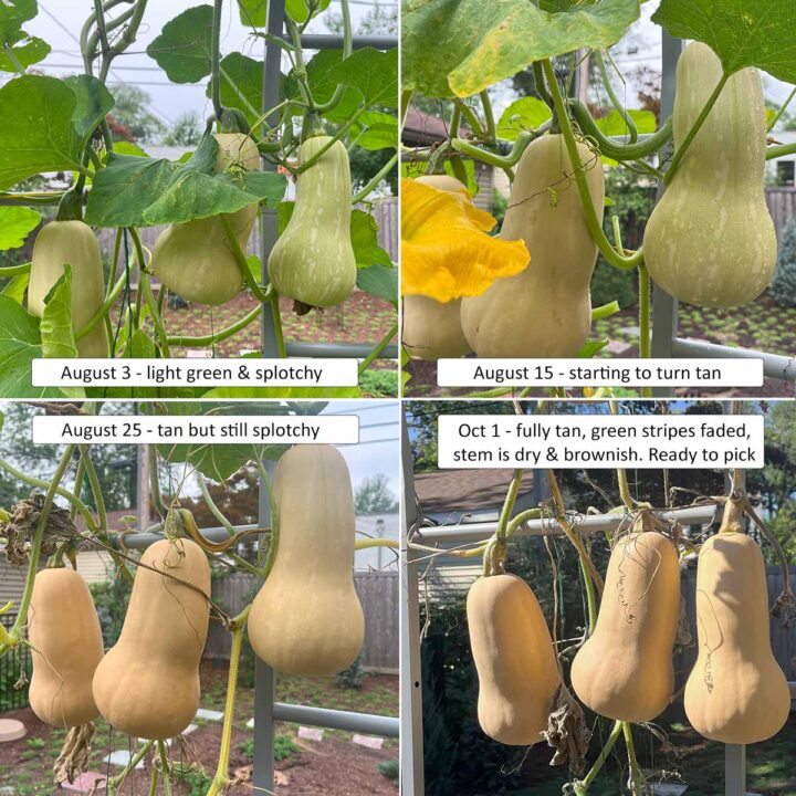 Growing Butternut Squash On A Trellis Ask The Food Geek