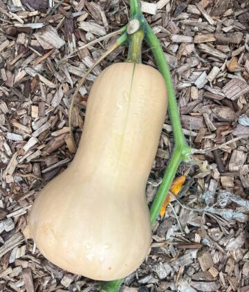 Growing butternut squash on a trellis - Ask the Food Geek