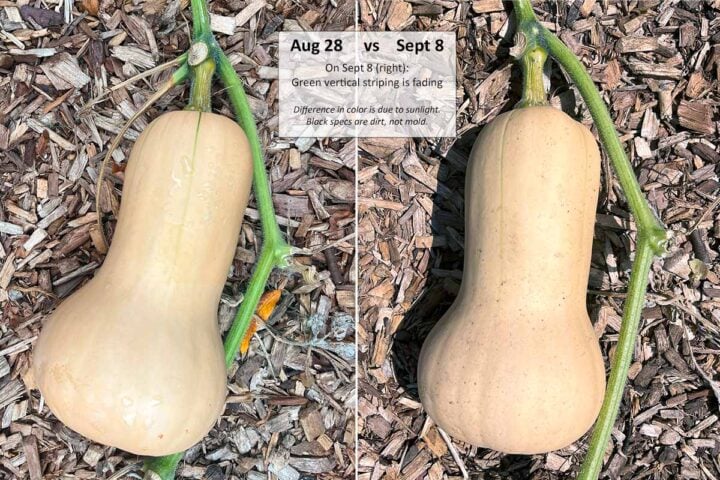 When to harvest butternut squash: ripening stages - Ask The Food Geek