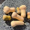 Growing butternut squash on a trellis - Ask The Food Geek