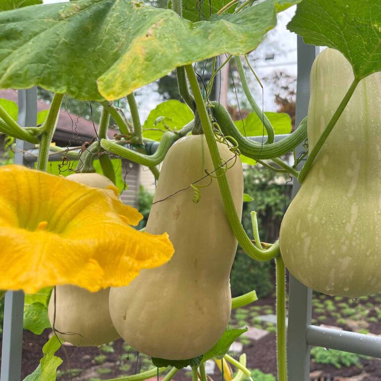 When to harvest butternut squash: ripening stages - Ask the Food Geek