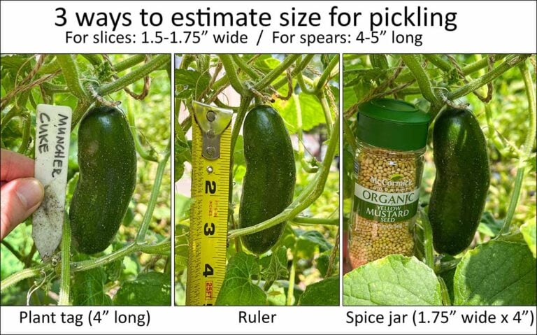 When to pick pickling cucumbers (with pictures!)