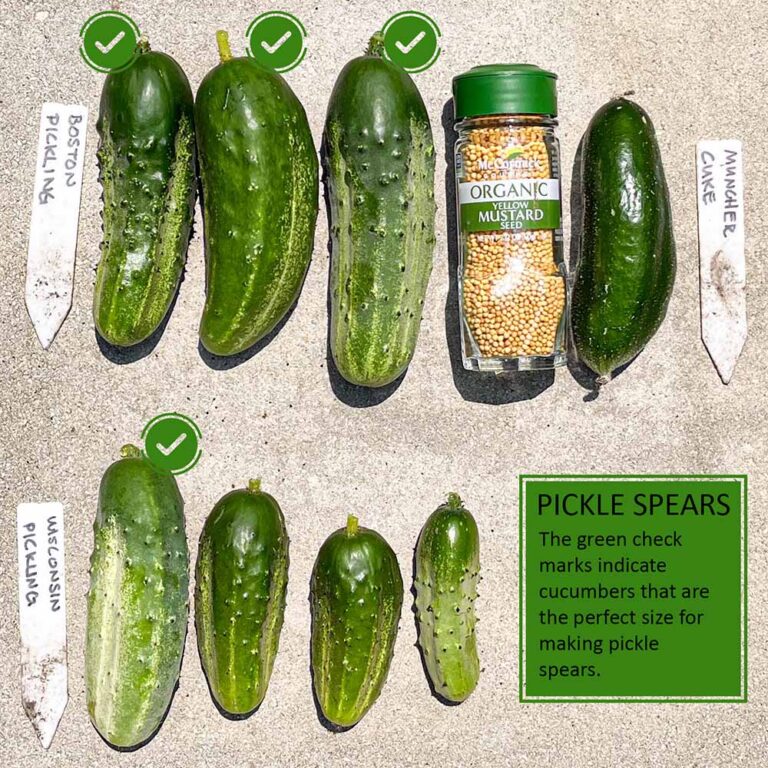 When to pick pickling cucumbers (with pictures!)