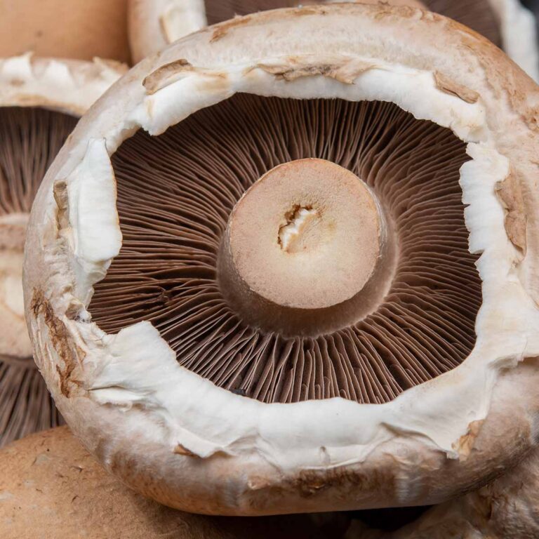 Portobello mushrooms - taste, texture, and recipes to cook