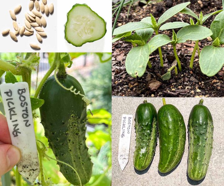 The best pickling cucumbers (for crisp pickles!) - Ask The Food Geek