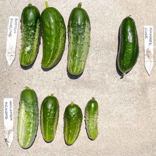 When to pick pickling cucumbers (with pictures!)