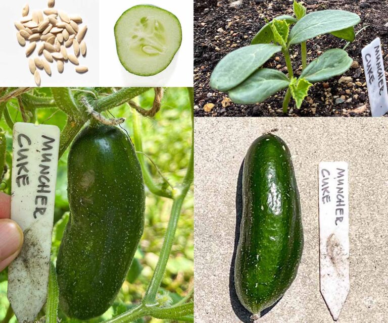 The best pickling cucumbers (for crisp pickles!) - Ask the Food Geek