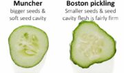 The best pickling cucumbers (for crisp pickles!) - Ask The Food Geek