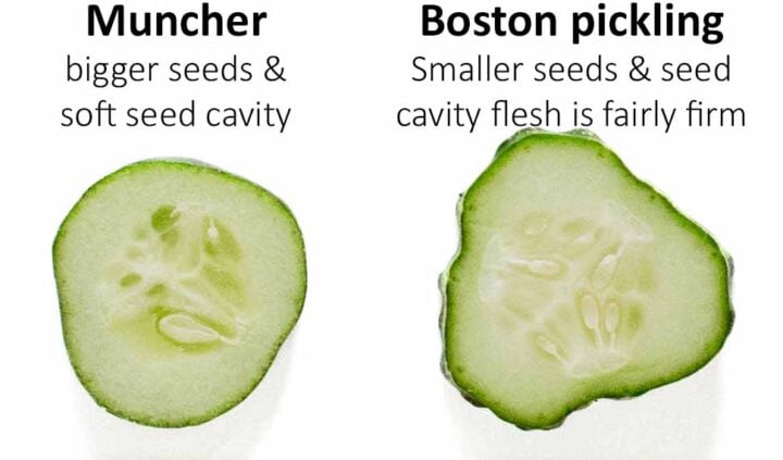 The best pickling cucumbers (for crisp pickles!) - Ask The Food Geek