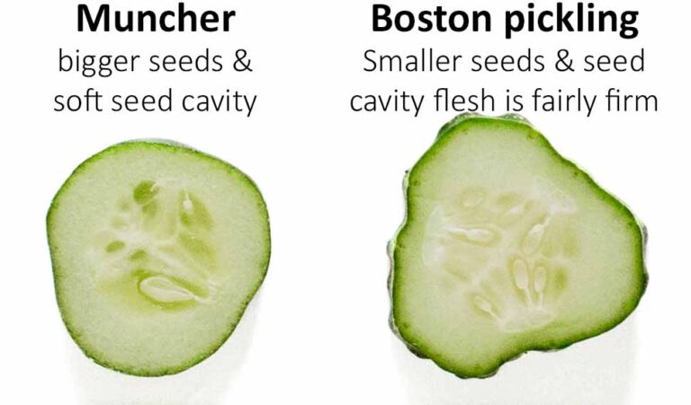 The best pickling cucumbers (for crisp pickles!) - Ask the Food Geek