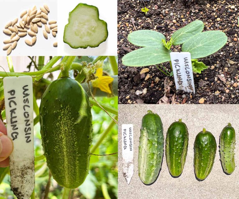 The best pickling cucumbers (for crisp pickles!) - Ask the Food Geek