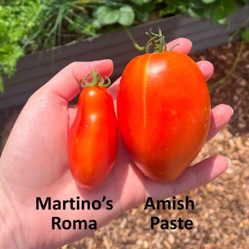 Best varieties to grow for sun-dried tomatoes (from garden trials ...