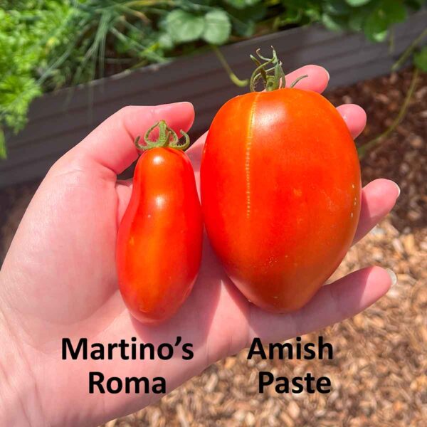 Best varieties to grow for sun-dried tomatoes (from garden trials ...