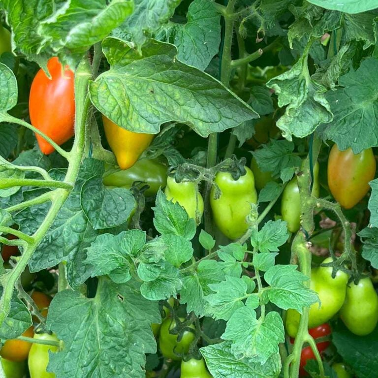 The best tomatoes for making paste, based on flavor