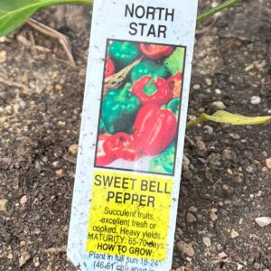 Bell pepper growth stages (with timeline photos!) - Ask the Food Geek