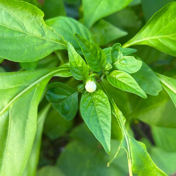 Bell pepper growth stages (with timeline photos!) - Ask the Food Geek