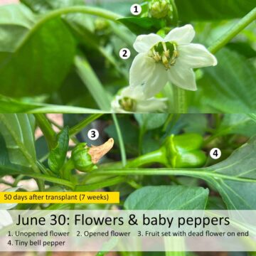 Bell pepper growth stages (with timeline photos!) - Ask the Food Geek