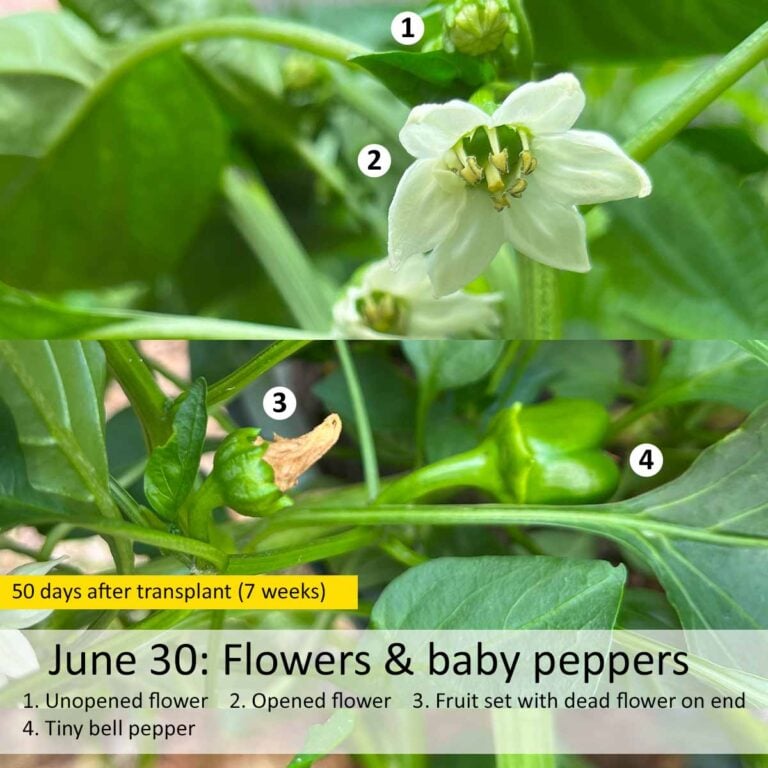 Bell pepper growth stages (with timeline photos!) - Ask the Food Geek