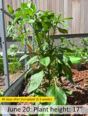 Bell pepper growth stages (with timeline photos!) - Ask the Food Geek