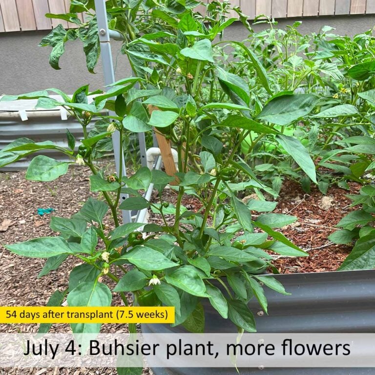 Bell pepper growth stages (with timeline photos!) - Ask the Food Geek