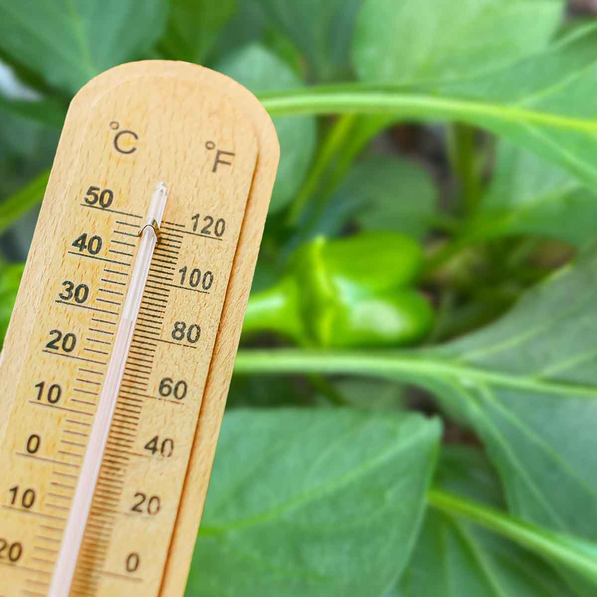 Growing bell peppers in New England cool summers - Ask the Food Geek