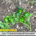 Bell pepper growth stages (with timeline photos!) - Ask the Food Geek