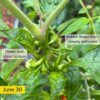 Bell pepper growth stages (with timeline photos!) - Ask the Food Geek