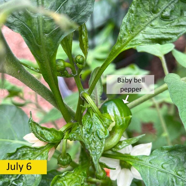Bell pepper growth stages (with timeline photos!) - Ask the Food Geek