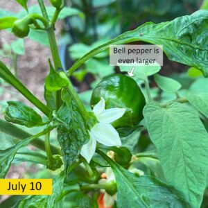 Bell pepper growth stages (with timeline photos!) - Ask the Food Geek