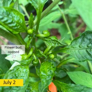 Bell pepper growth stages (with timeline photos!) - Ask the Food Geek