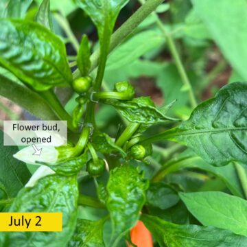 Bell pepper growth stages (with timeline photos!) - Ask the Food Geek