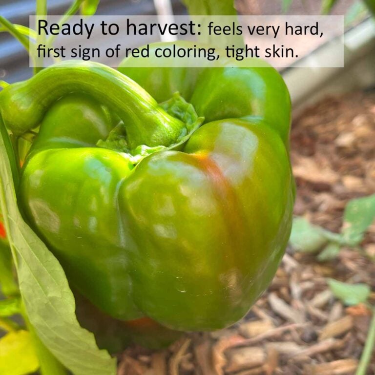 When to harvest bell peppers (are they ripe yet?) - Ask The Food Geek